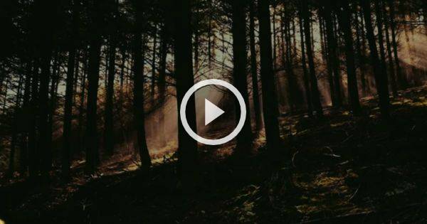 Historias de terror: el bosque maldito - Videos de Terror
